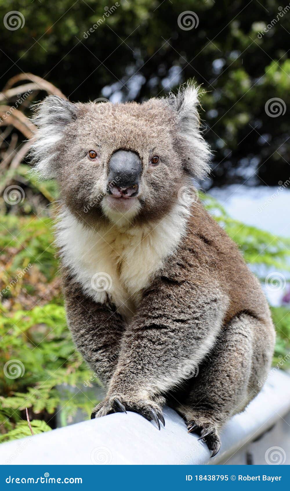 Koala Australia stock image. Image of sleep, vertical - 18438795