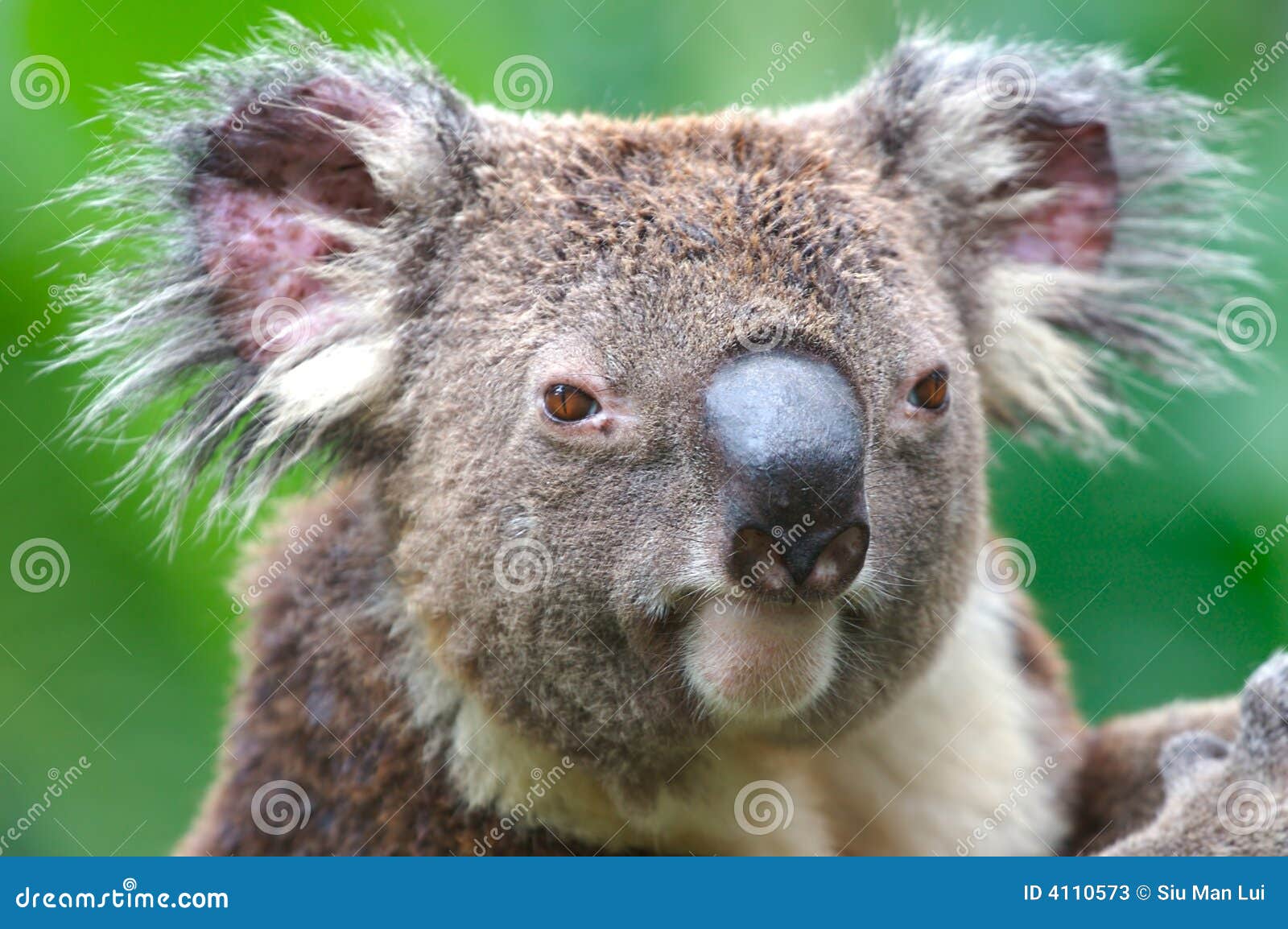 Koala in Australia stock image. Image of outback, native - 4110573