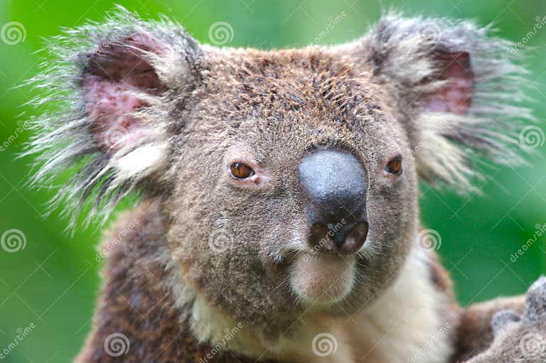 Koala in Australia stock image. Image of outback, native - 4110573