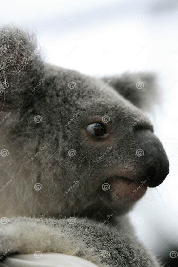 Koala, Australia stock image. Image of indigenous, head - 5901059