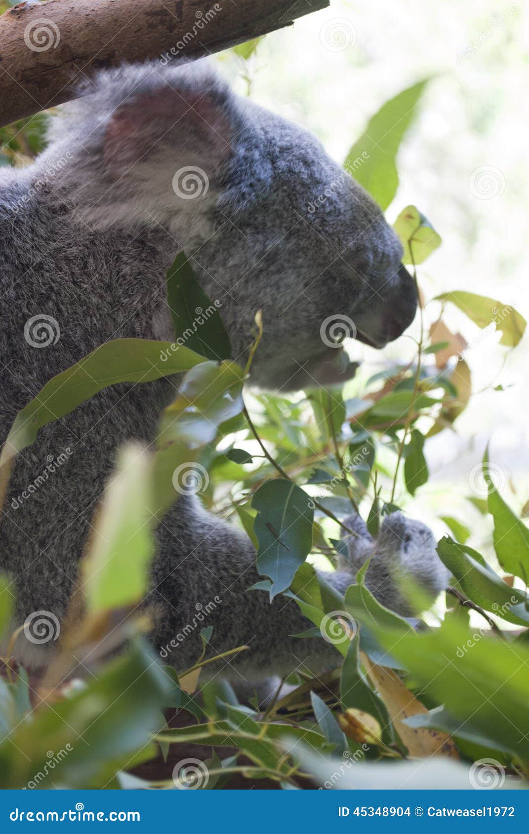 Koala at australia zoo stock photo. Image of hiding, wildlife - 45348904
