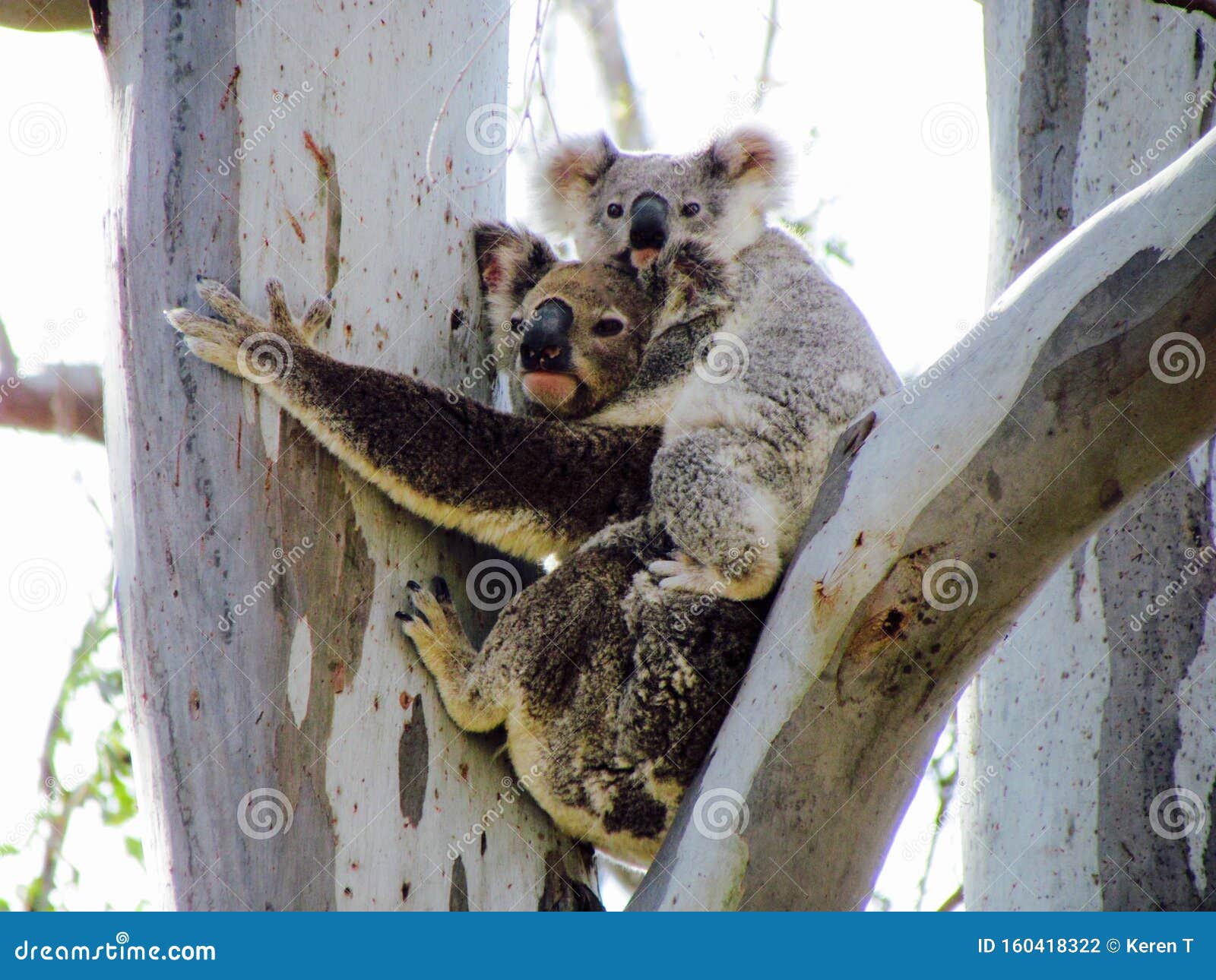 Koala stock photo. Image of tree, koala, animal, bush - 160418322