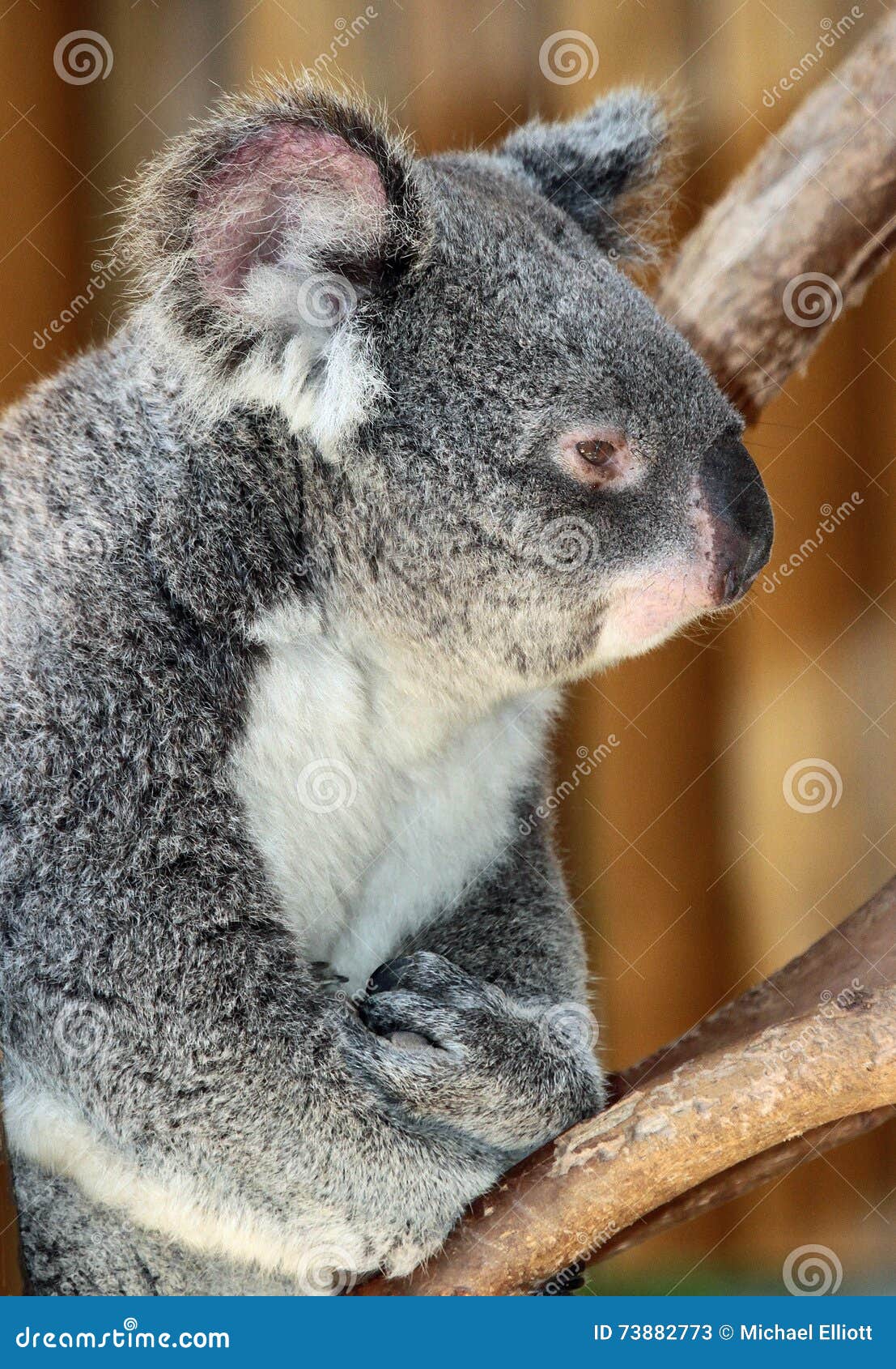 Koala stock image. Image of ears, eyes, koala, feet, limb - 73882773