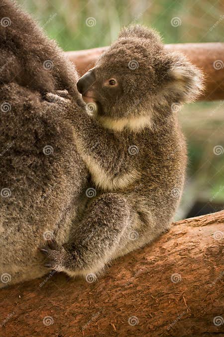 Koala baby stock photo. Image of closeup, mammal, australian - 12675300