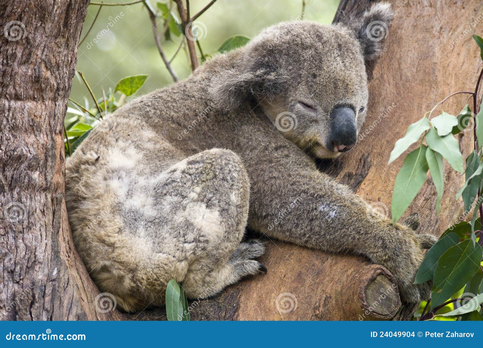 Koala Bea, Sydney, Australia. Stock Photo - Image of sydney, nature ...