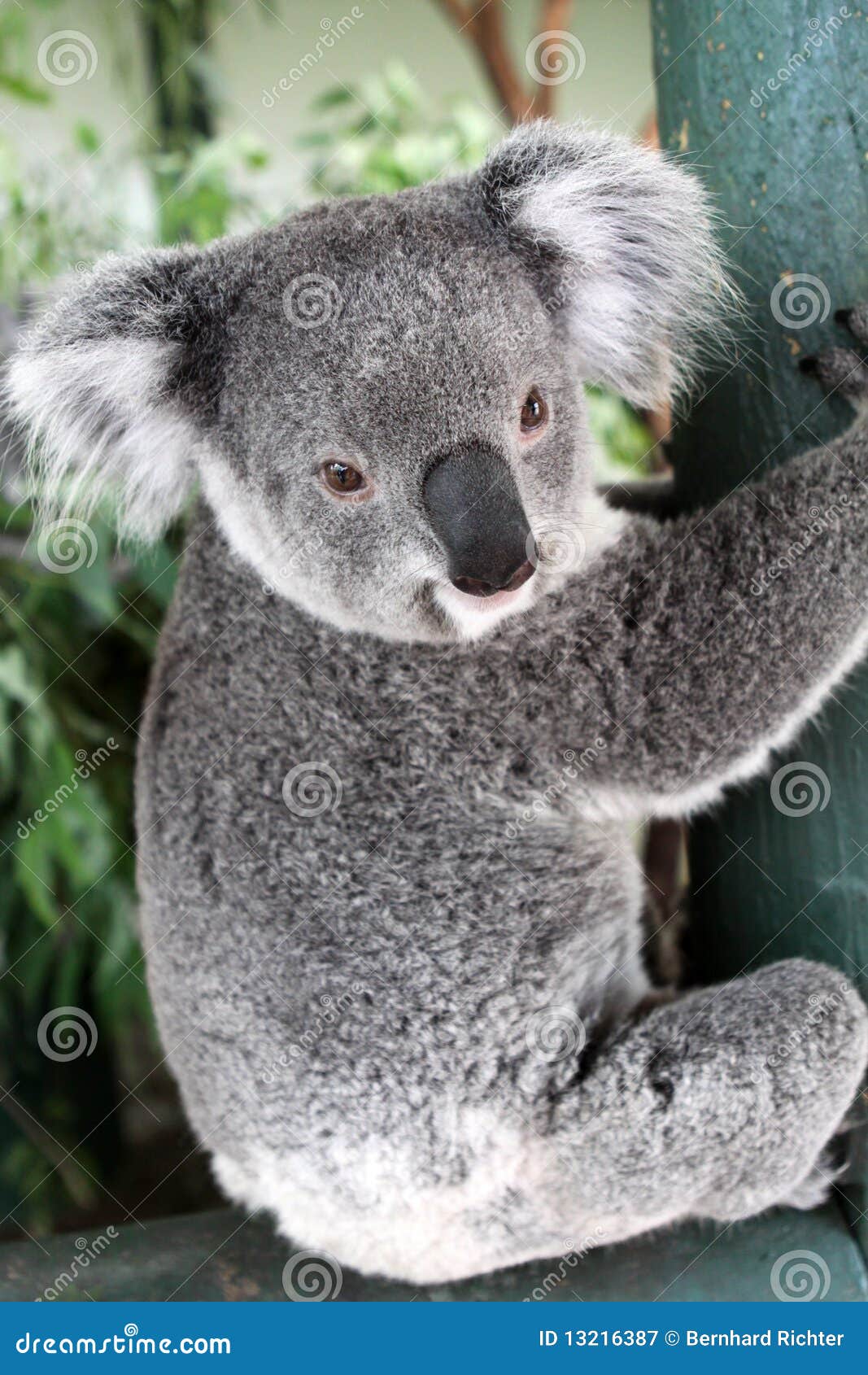Koala Sydney Blue Gum Stock Photos - Free & Royalty-Free Stock Photos ...