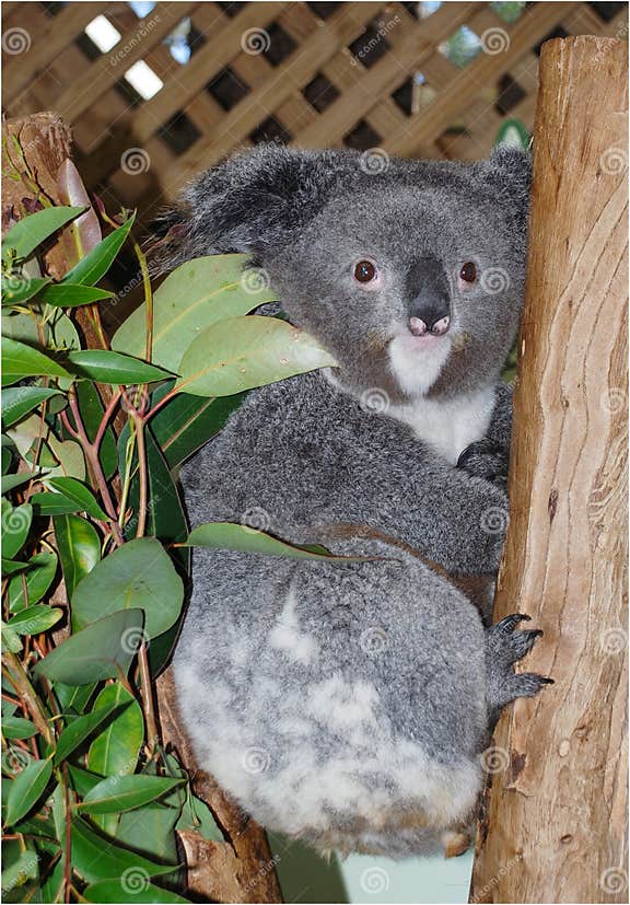 Koala Bear stock image. Image of claws, ears, furry, wildlife - 18021499