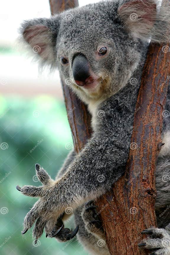 Koala Bear #2 stock image. Image of hanging, environment - 95215