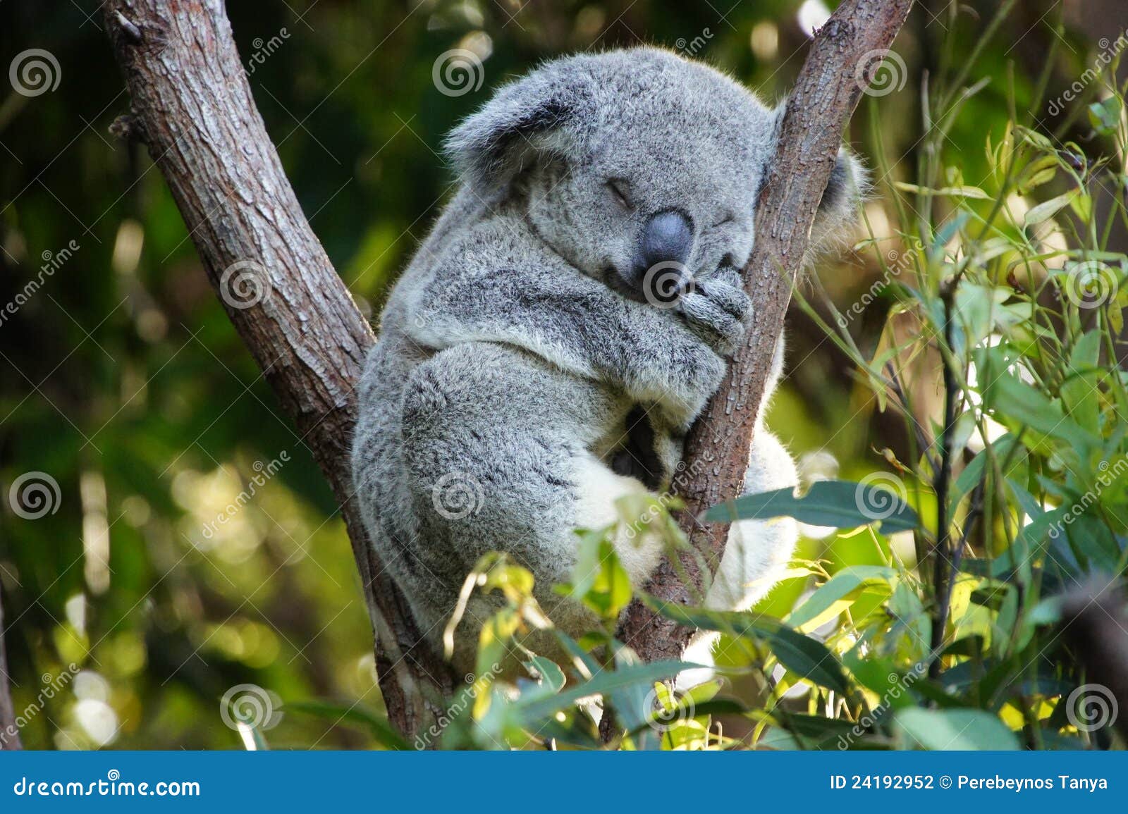 Koala Bear stock photo. Image of sleep, leaves, lazy - 24192952