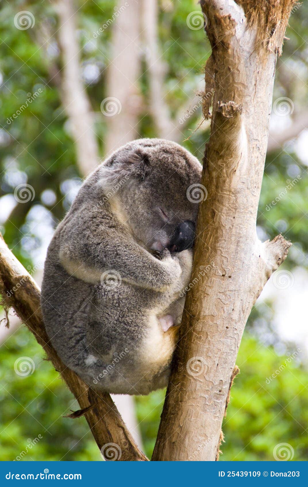 Koala bear stock image. Image of curled, ears, bear, coat - 25439109