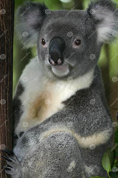 Koala Bear #3 stock image. Image of outdoors, pole, bear - 95217