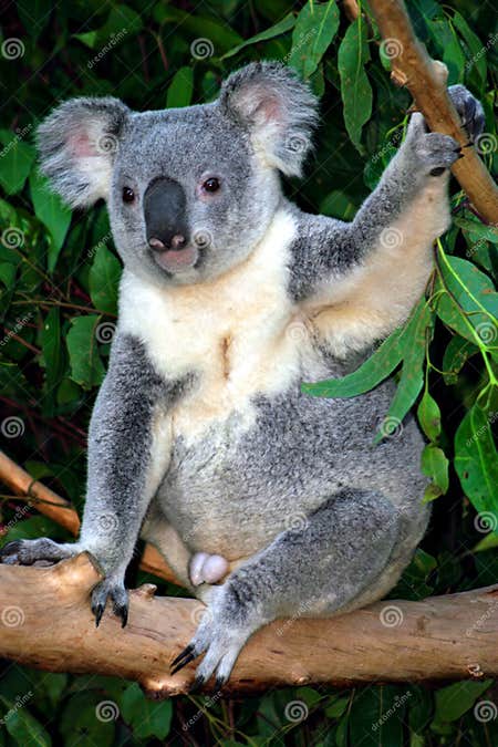 Koala Bear stock photo. Image of sanctuary, bear, marsupial - 4002696