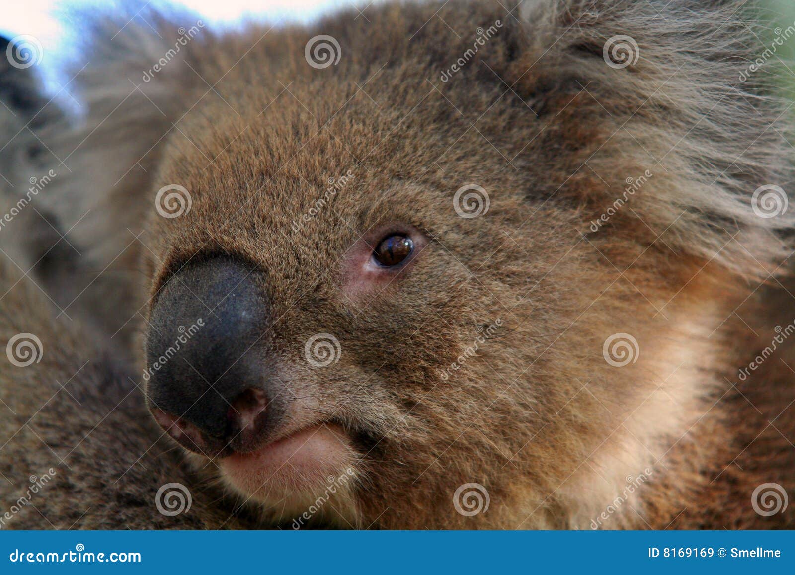Koala bear stock image. Image of leafs, tree, sleep, native - 8169169