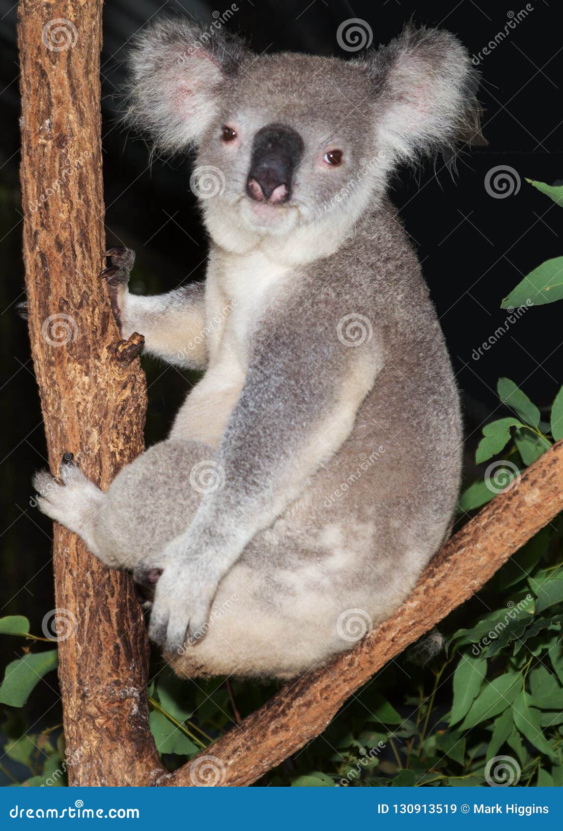 Awake koala in a gum tree stock image. Image of awake - 130913519