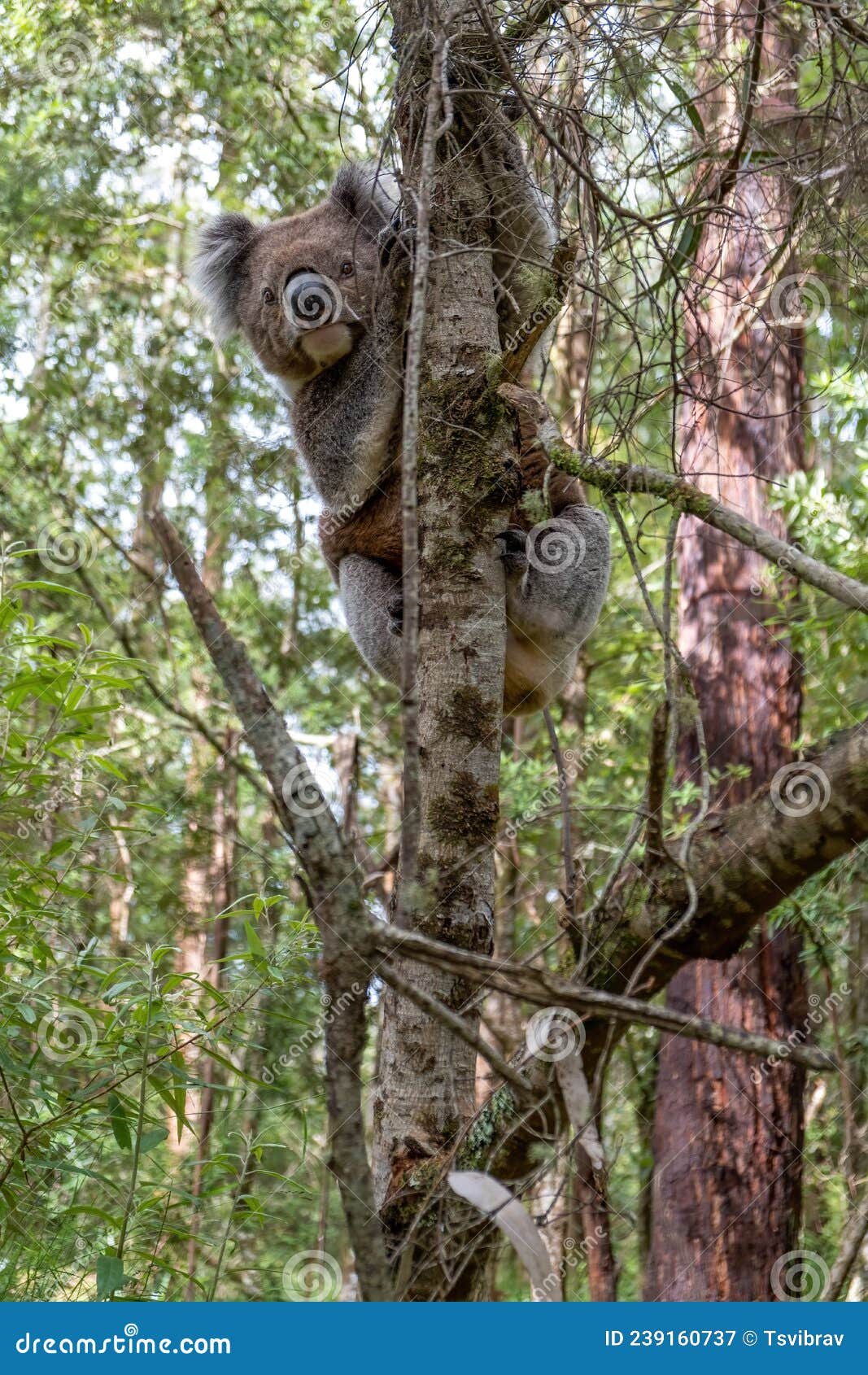 Koala Bear Climbing a Tree in Forest. Stock Image - Image of nature ...