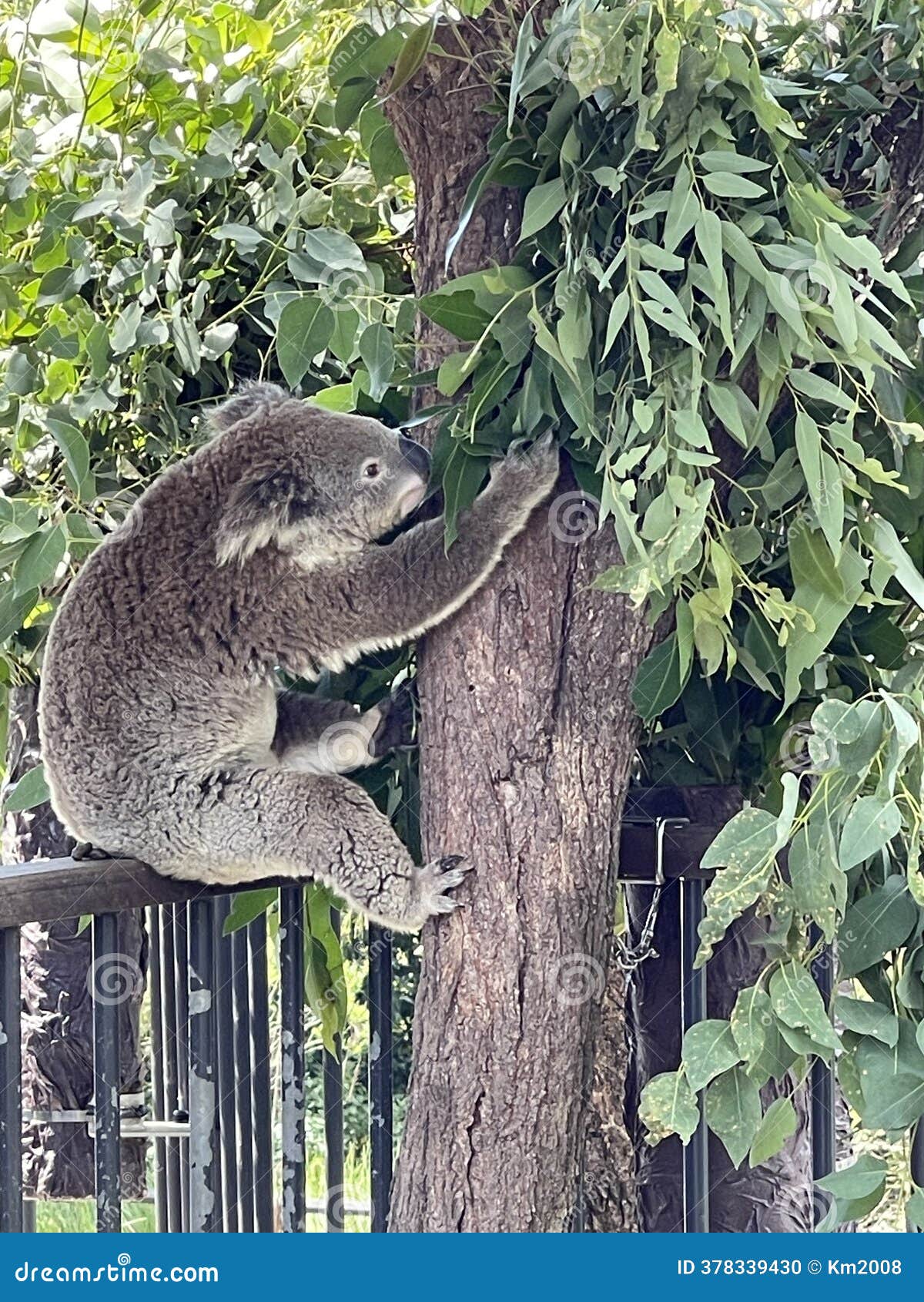 Koala In A Tree Stock Photo | CartoonDealer.com #84580728