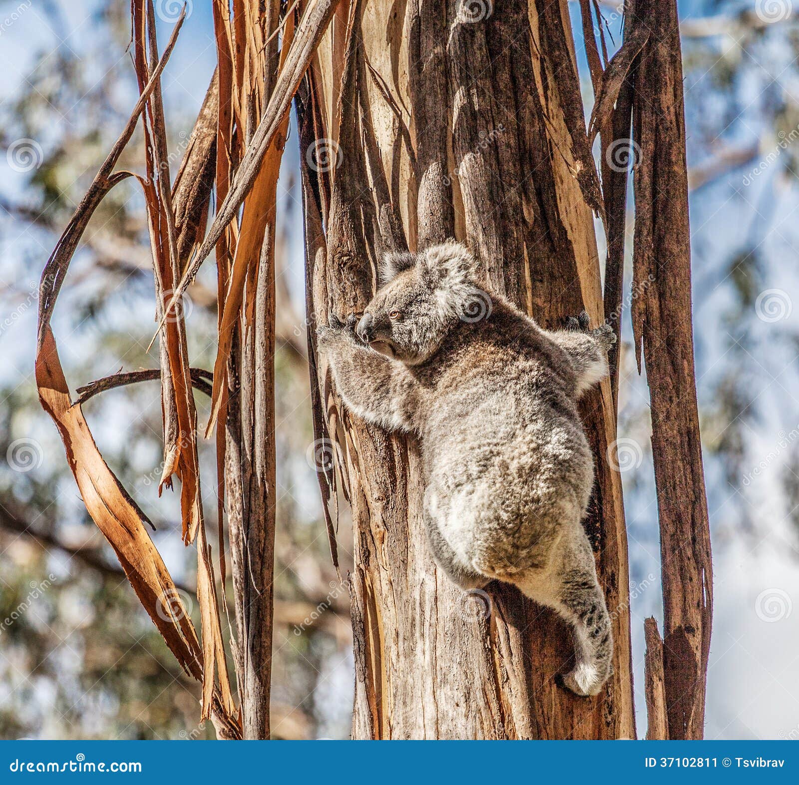 Koala Bear Climbing Up the Tree in Australia Stock Image - Image of ...