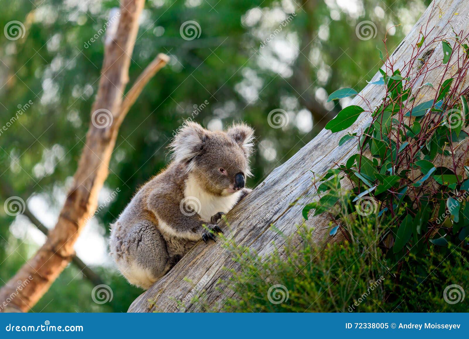 Koala Bear Climbing Up a Tree Stock Image - Image of australia, fauna ...
