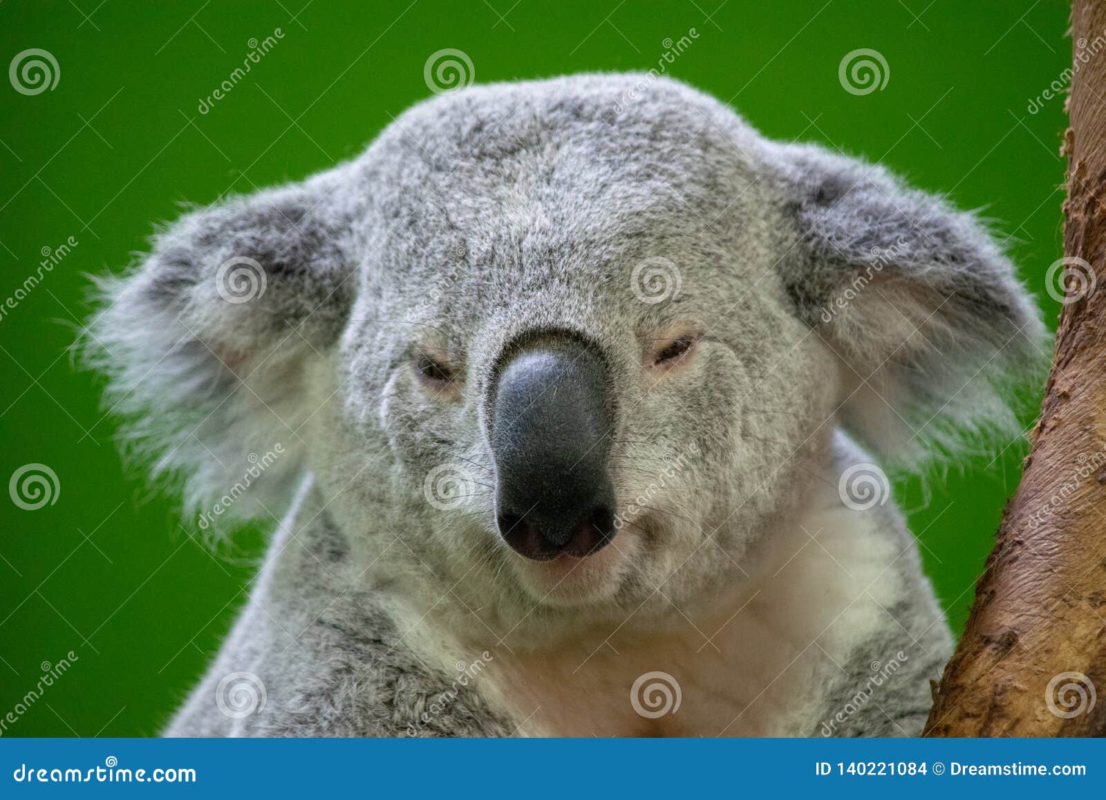 Koala Bear Close up stock photo. Image of green, landscape - 140221084