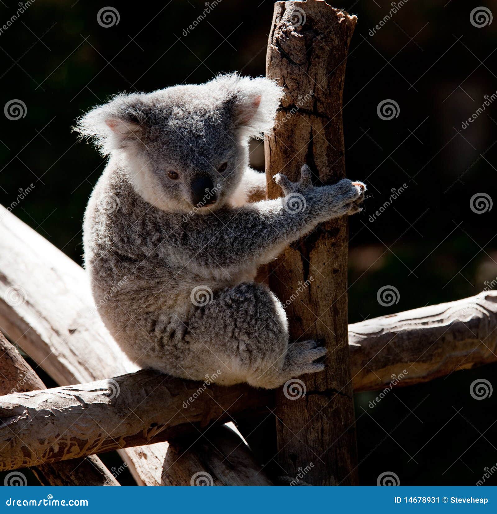 Koala Bear Cuddling on a Branch Stock Image - Image of aussie, mammal ...