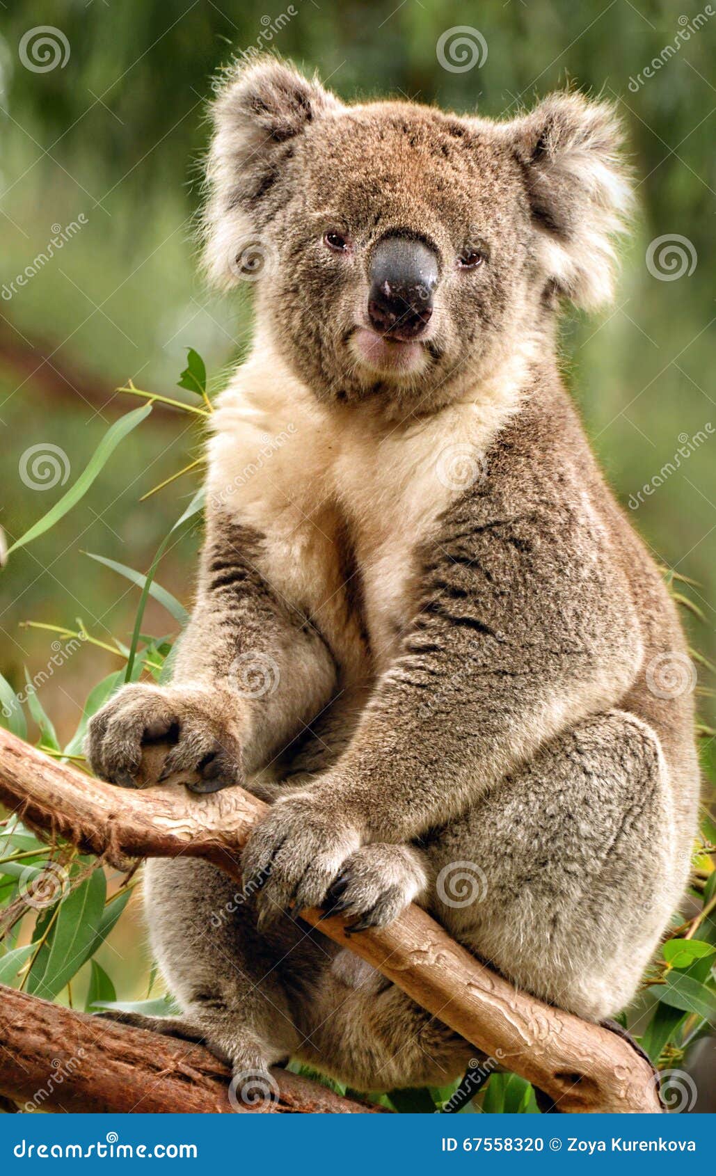 The Koala bear. stock photo. Image of animals, tree, head - 67558320
