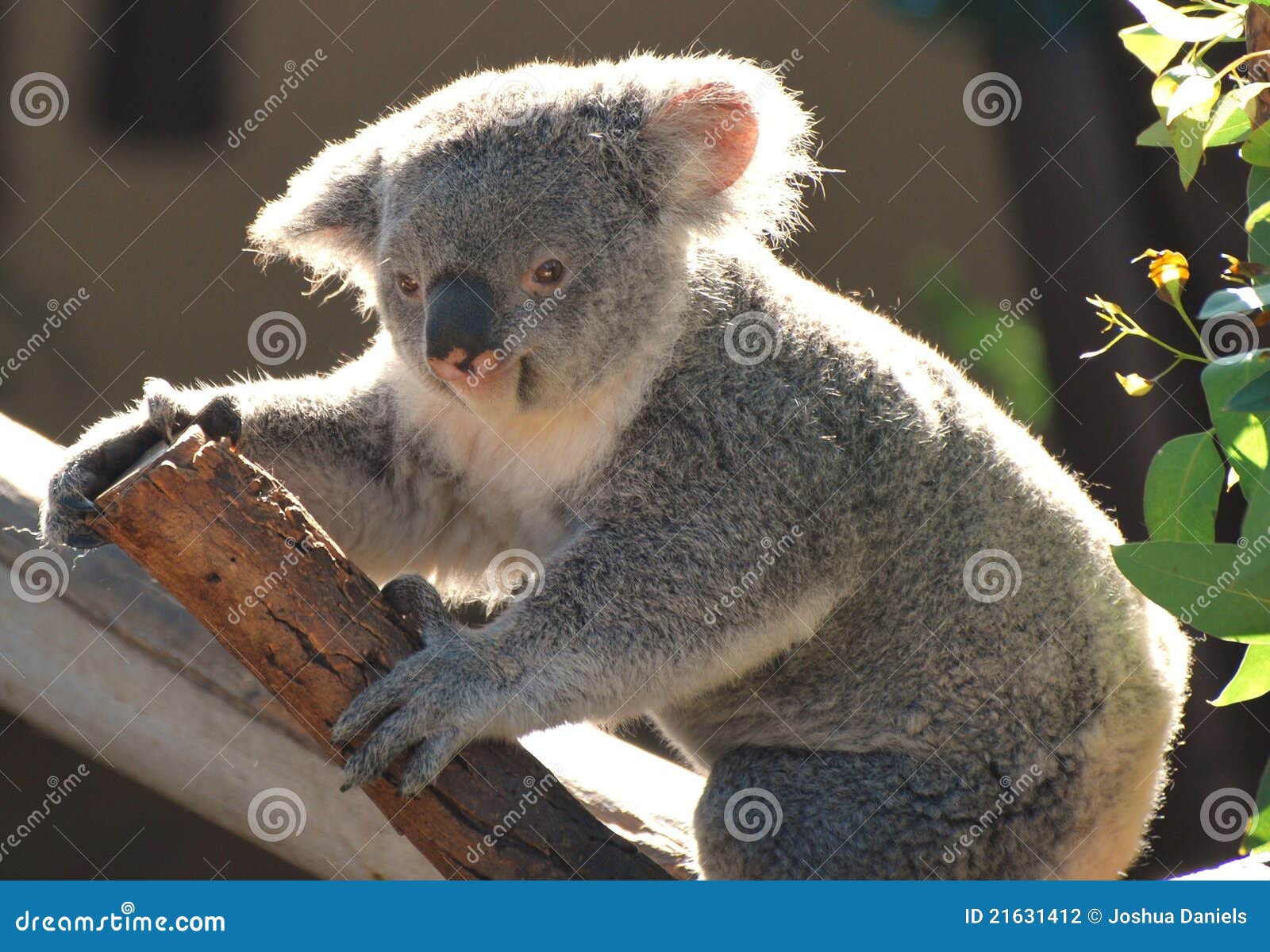 Koala Bear posing stock photo. Image of animal, marsupial - 21631412