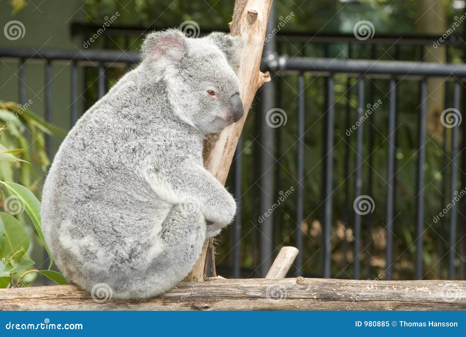 Koala bear side view stock image. Image of bear, gumtree - 980885