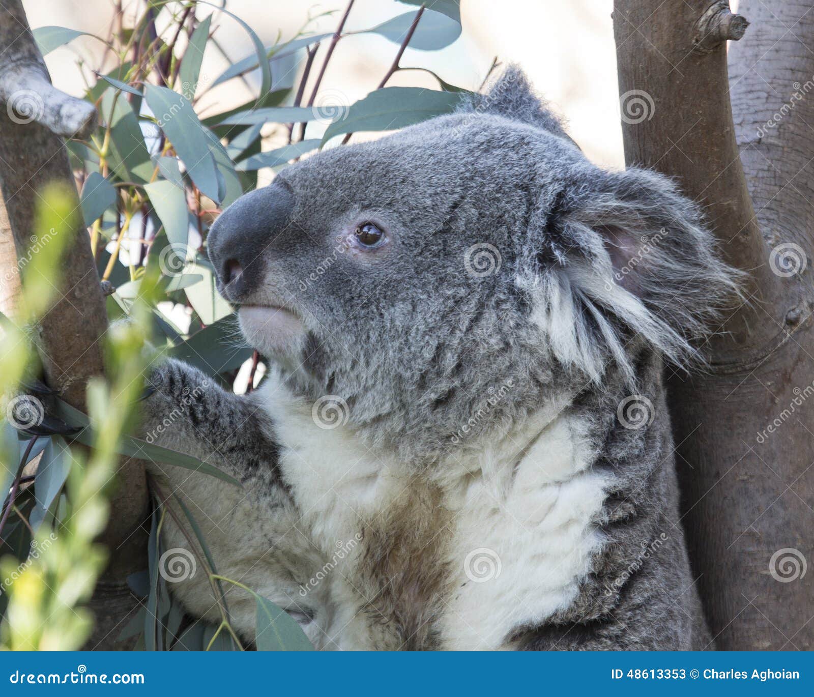 Koala Bear - Side View stock image. Image of australia - 48613353