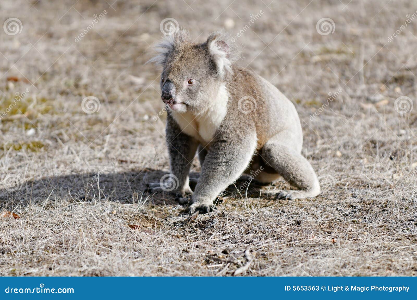 Koala bear taking a walk stock image. Image of eucalyptus - 5653563