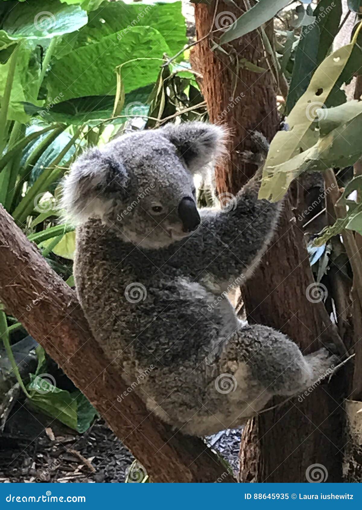Koala Bear stock image. Image of plants, branches, koala - 88645935