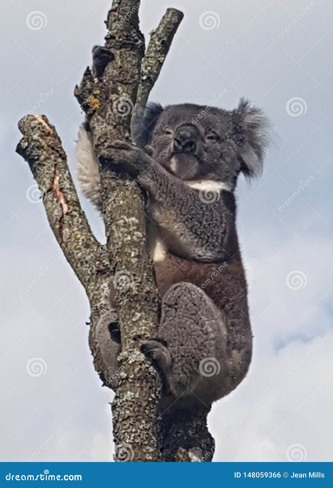 Koala Bear in a tree stock photo. Image of tree, bear - 148059366