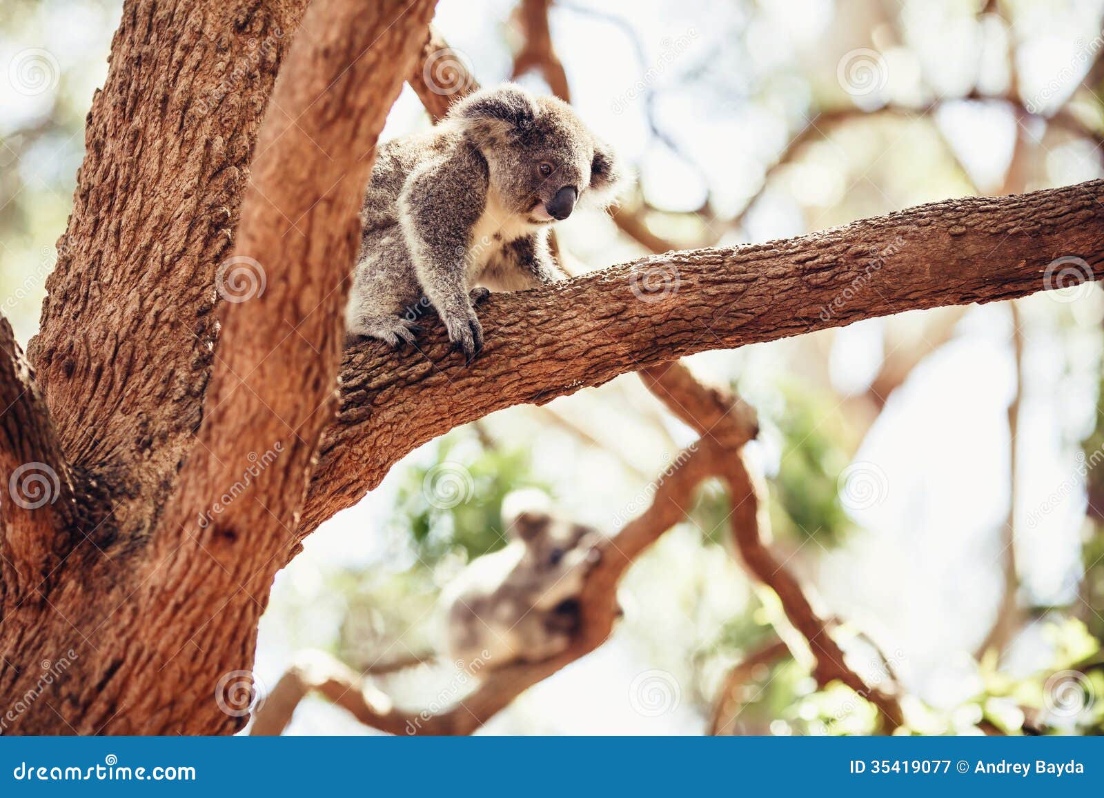 Koala Bear on a tree stock image. Image of koala, asleep - 35419077