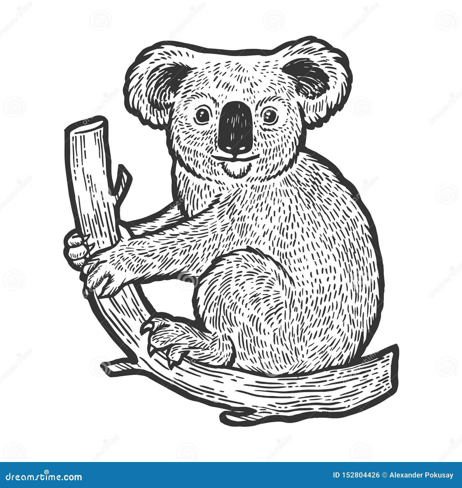Koala Bear on Tree Sketch Engraving Vector Stock Vector - Illustration ...
