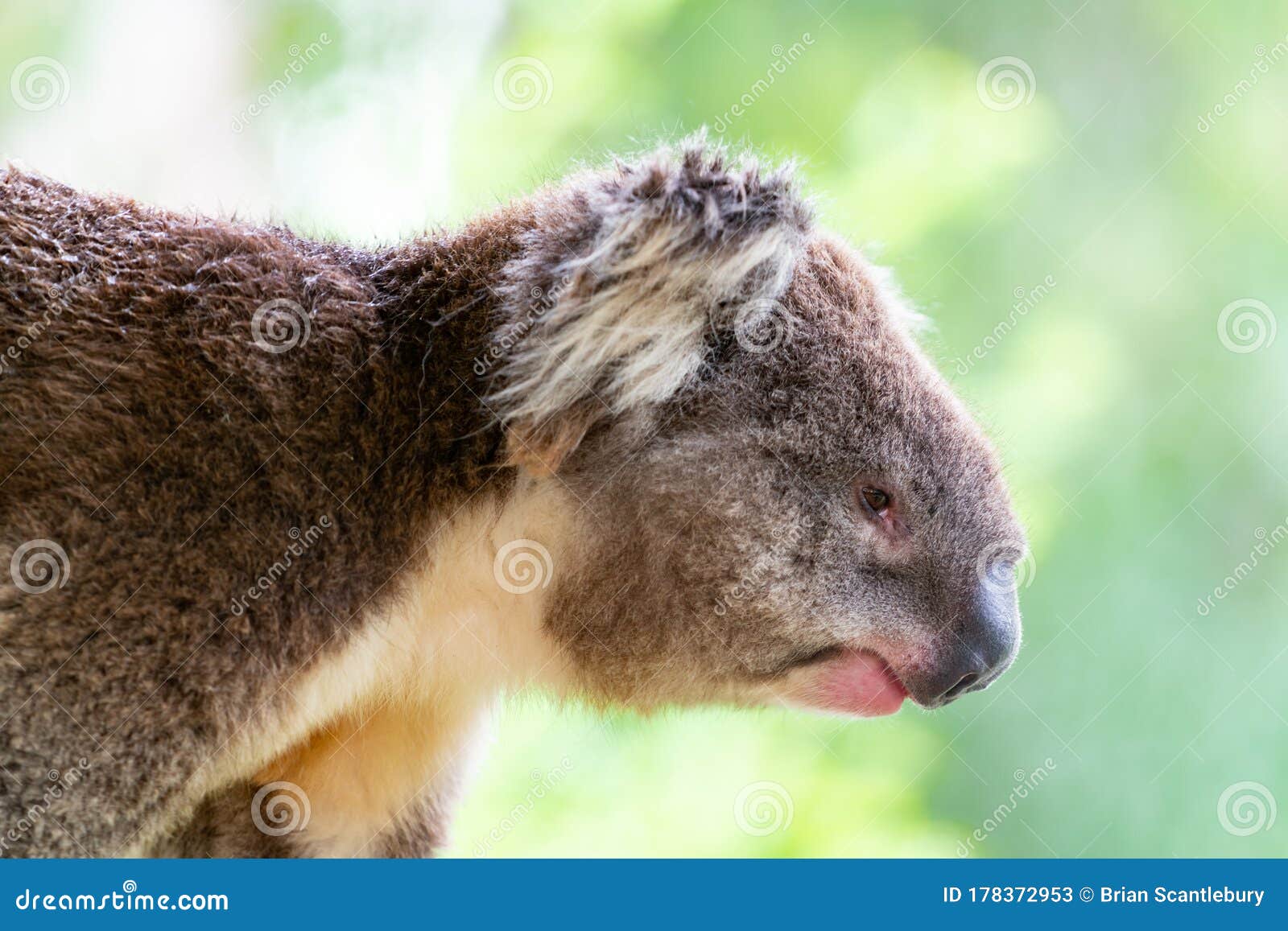 Koala bear in tree stock image. Image of iconic, cute - 178372953