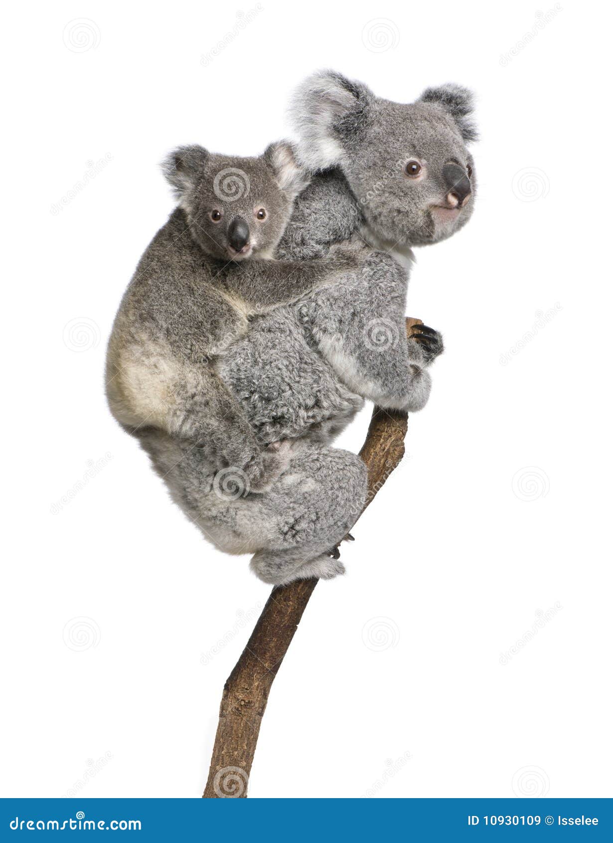 Koala Stock Photo | CartoonDealer.com #2307654