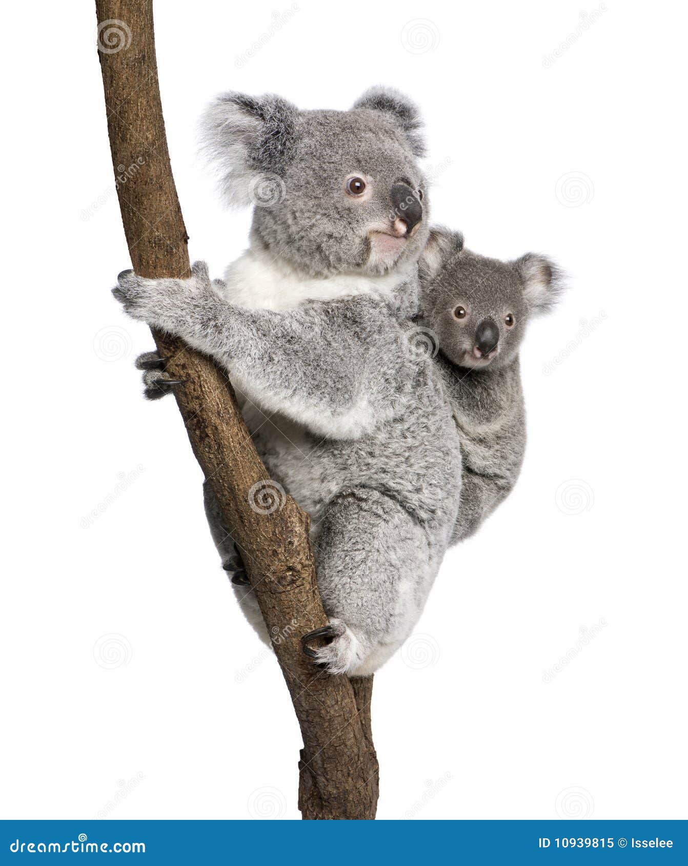 Koala Bears Climbing Tree Against White Background Stock Image - Image ...