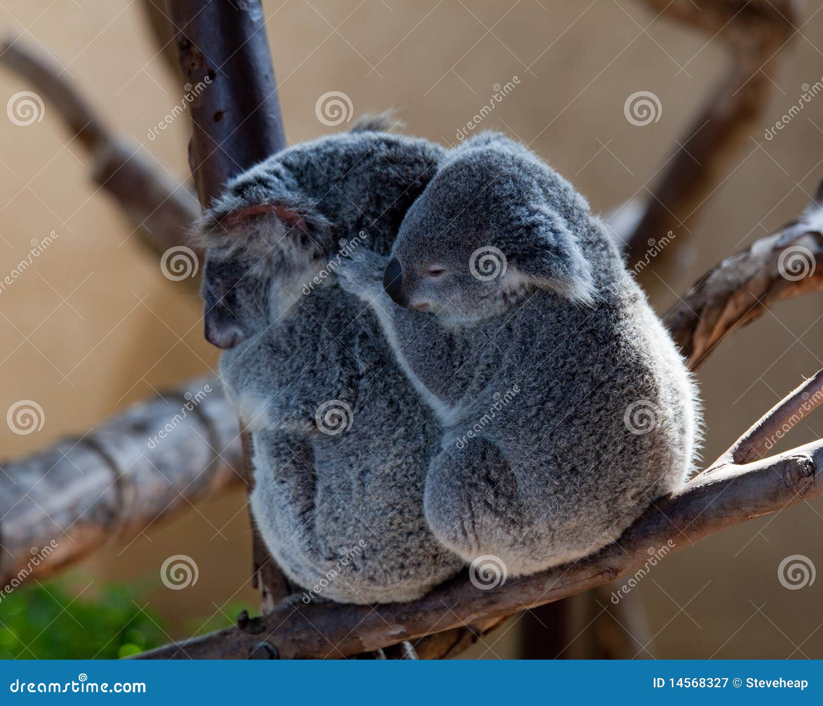 Koala Bears Cuddling on a Branch Stock Image - Image of furry, branch ...