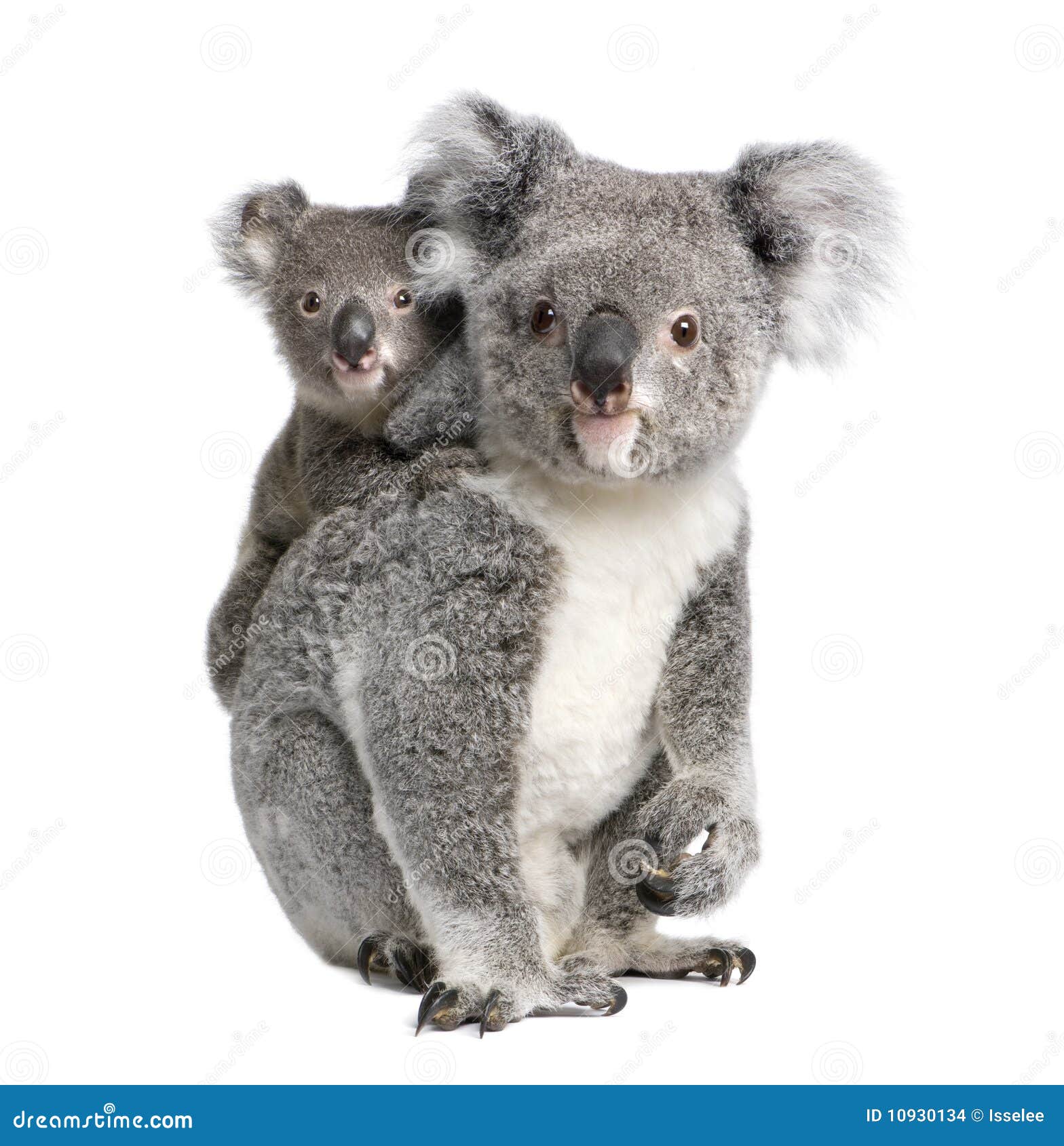 Koala Bears In Front Of A White Background Stock Images - Image: 10930134