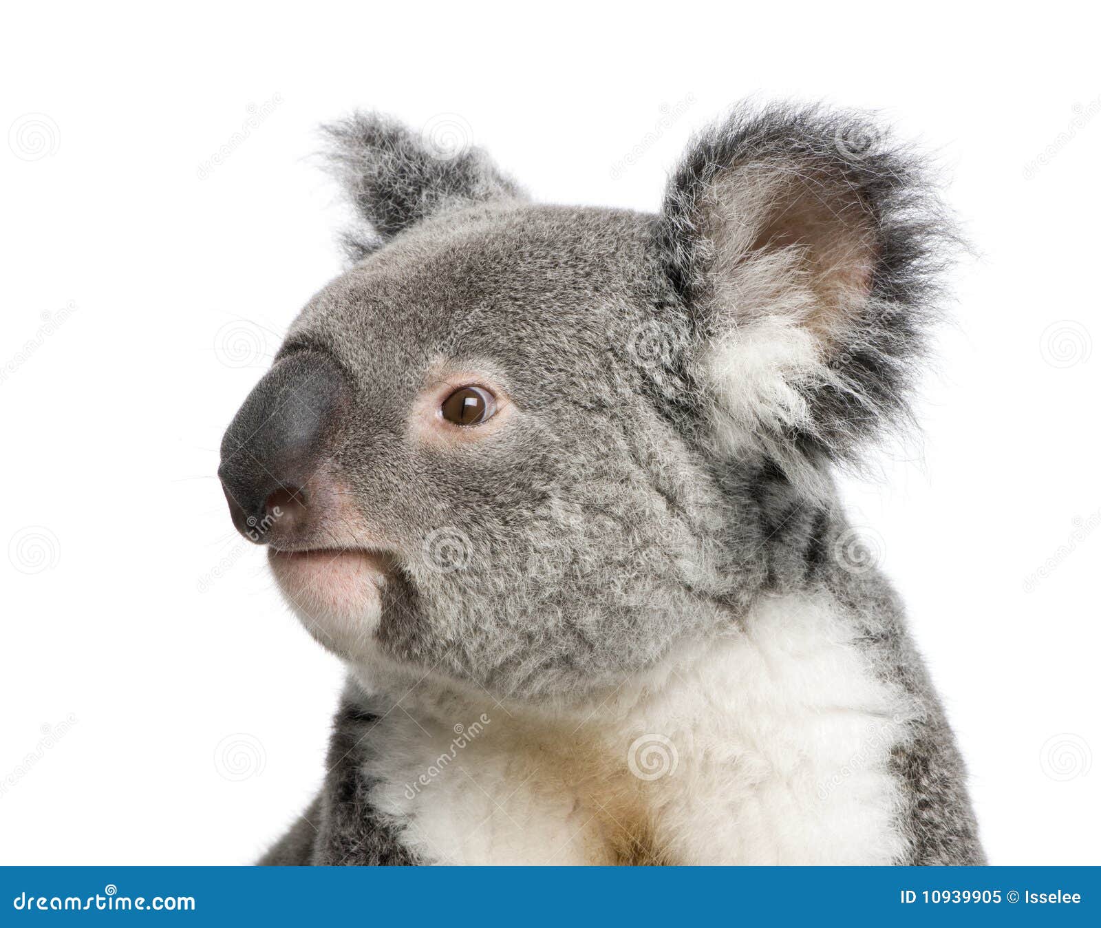 Koala Bear Side View Photos - Free & Royalty-Free Stock Photos from ...