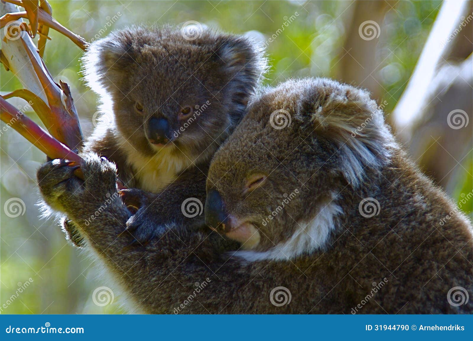 Koala Bears stock photo. Image of nature, sleeping, wild - 31944790