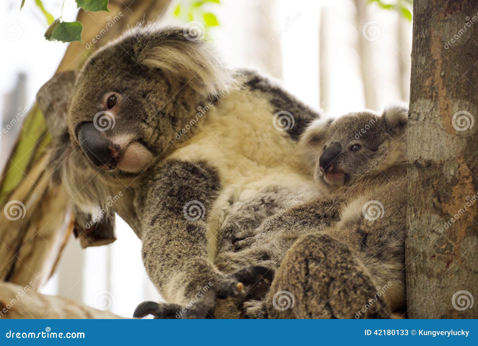 Koala bears sleeping stock image. Image of koala, mammal - 42180133