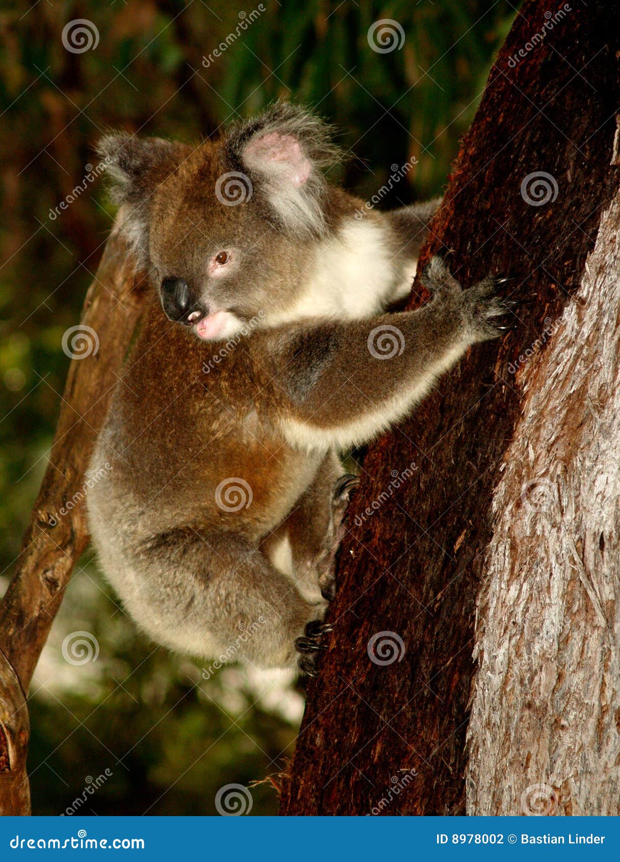 Koala in Boom stock foto. Image of bedreigd, wild, knuffel - 8978002