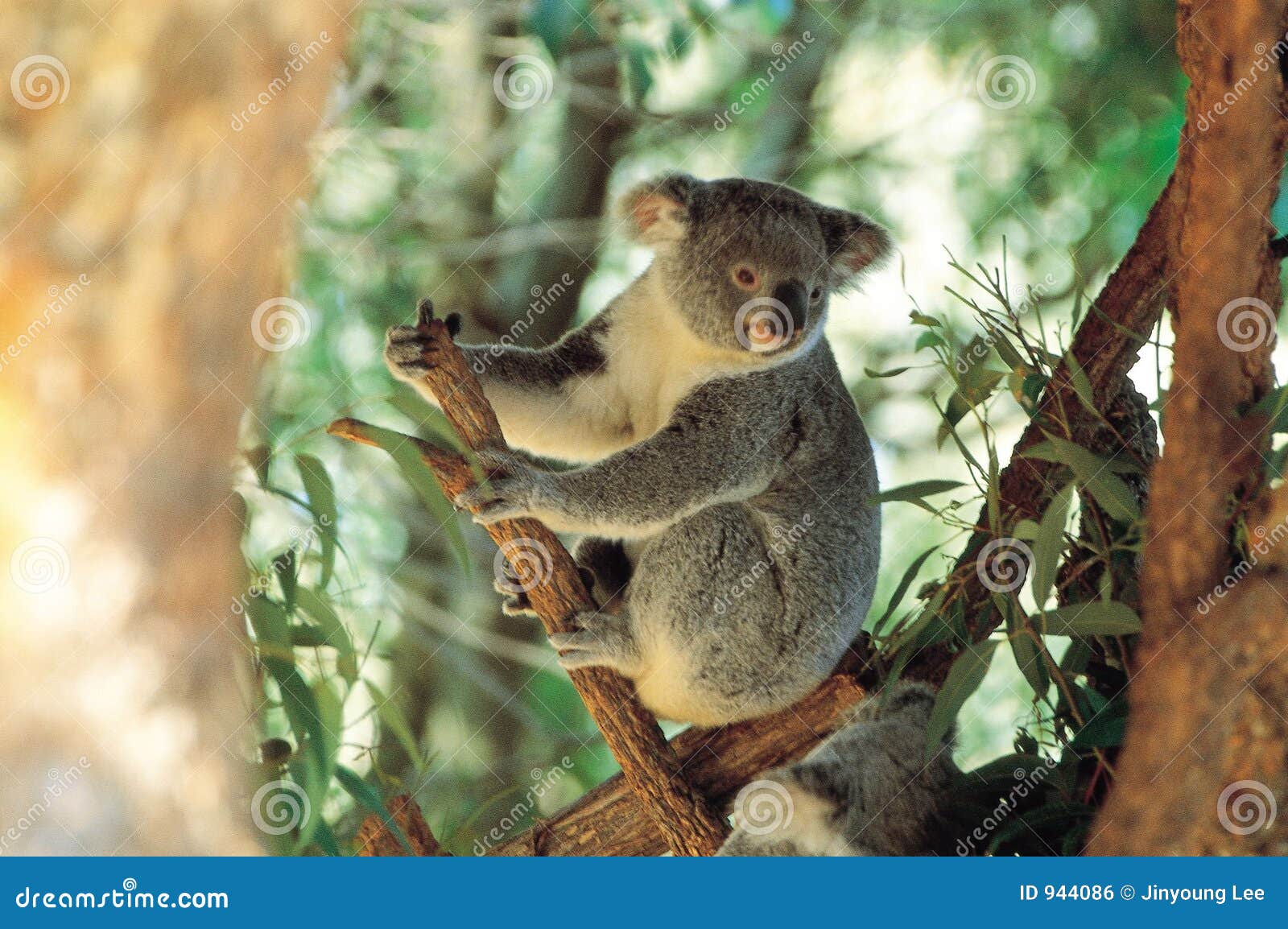 Koala and Branch stock photo. Image of tree, australia - 944086