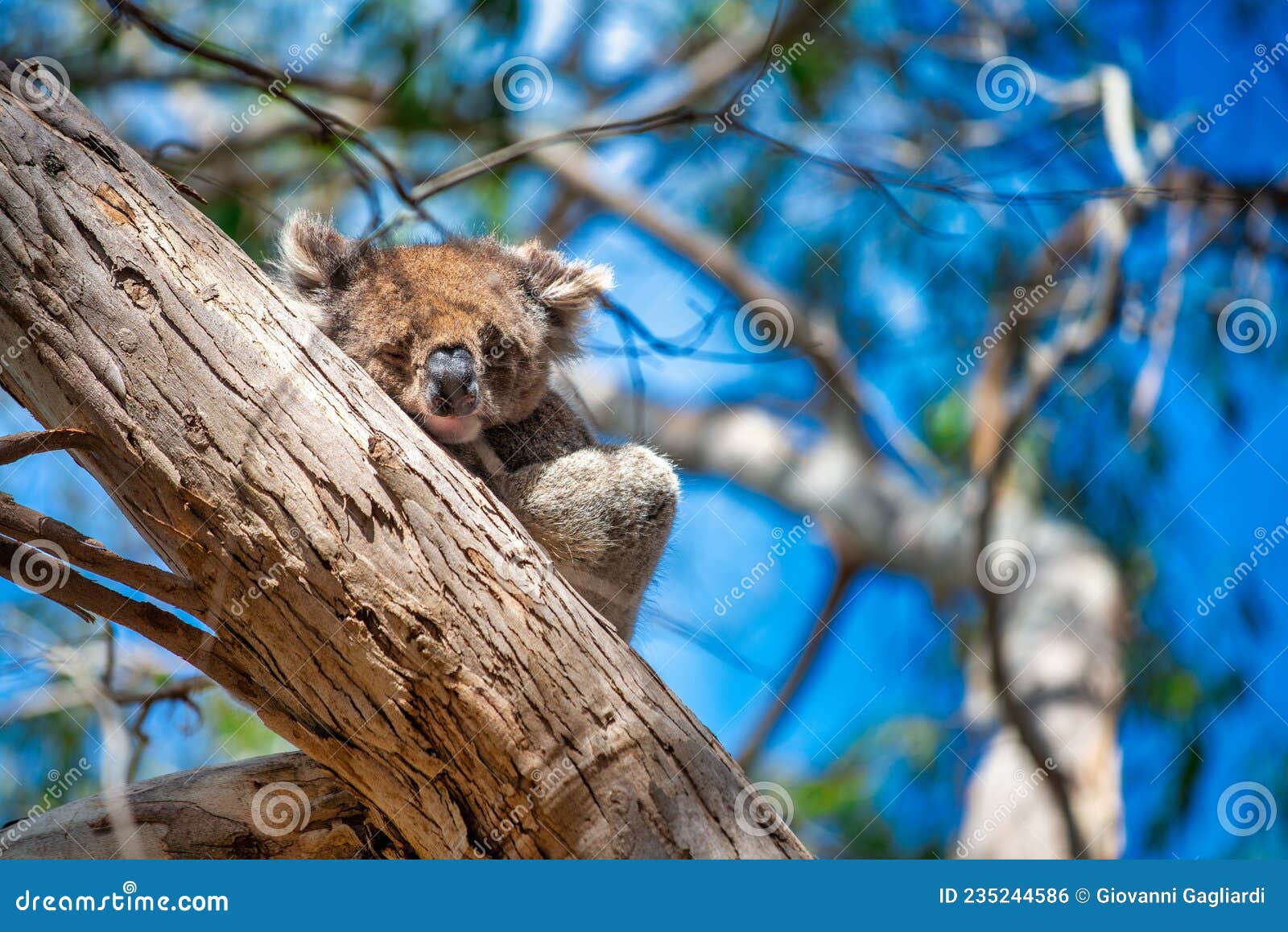 Koala on a Branch of Eucalyptus Tree, Australian National Park Stock ...
