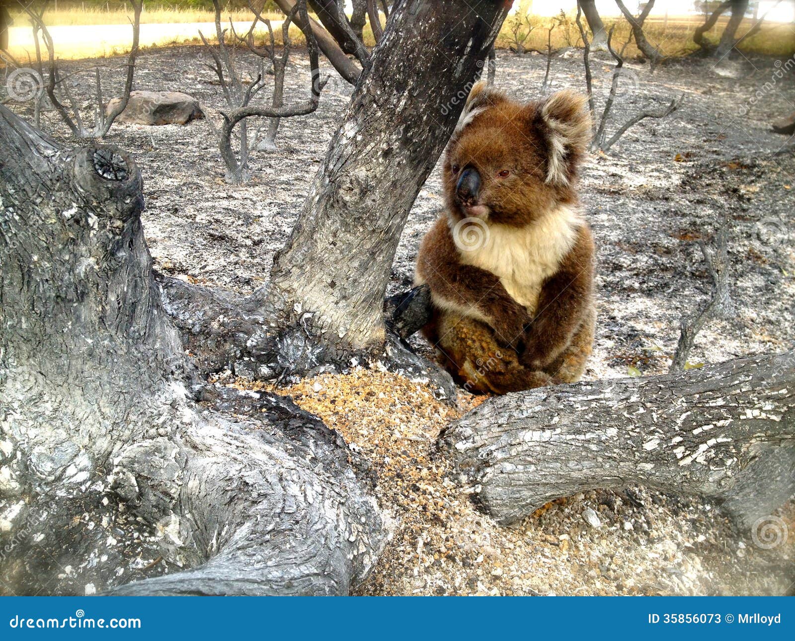 Koala stock image. Image of koala, burnt, australia, cute - 35856073