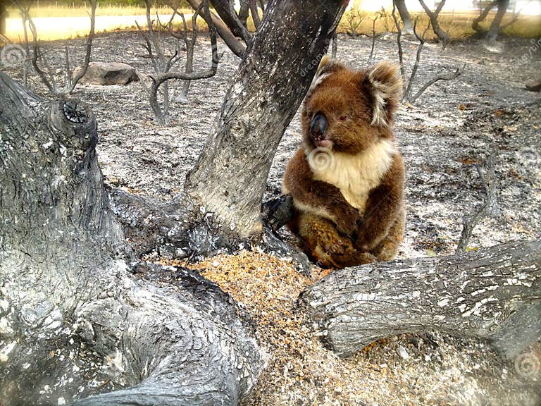Koala stock image. Image of koala, burnt, australia, cute - 35856073