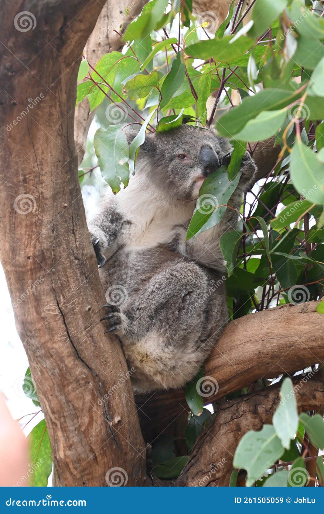 Koala Eating Eucalyptus stock image. Image of adelaide - 261505059