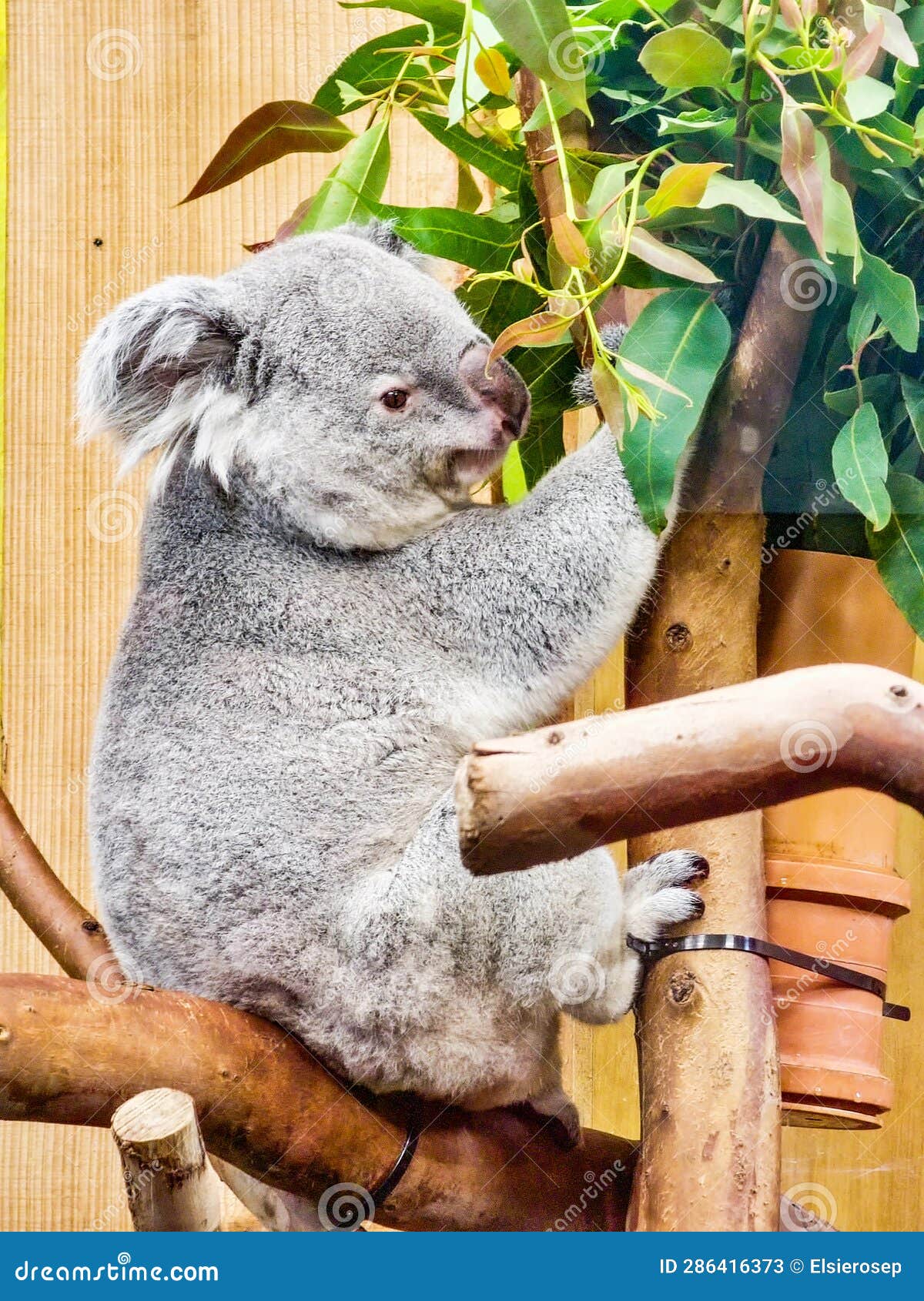 Koala Chilling Tree stock image. Image of chilling, paws - 286416373