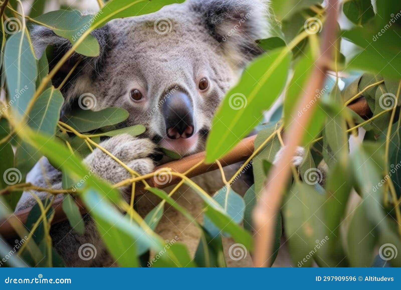 A Koala Chomping on Eucalyptus Leaves Stock Photo - Image of eucalyptus ...