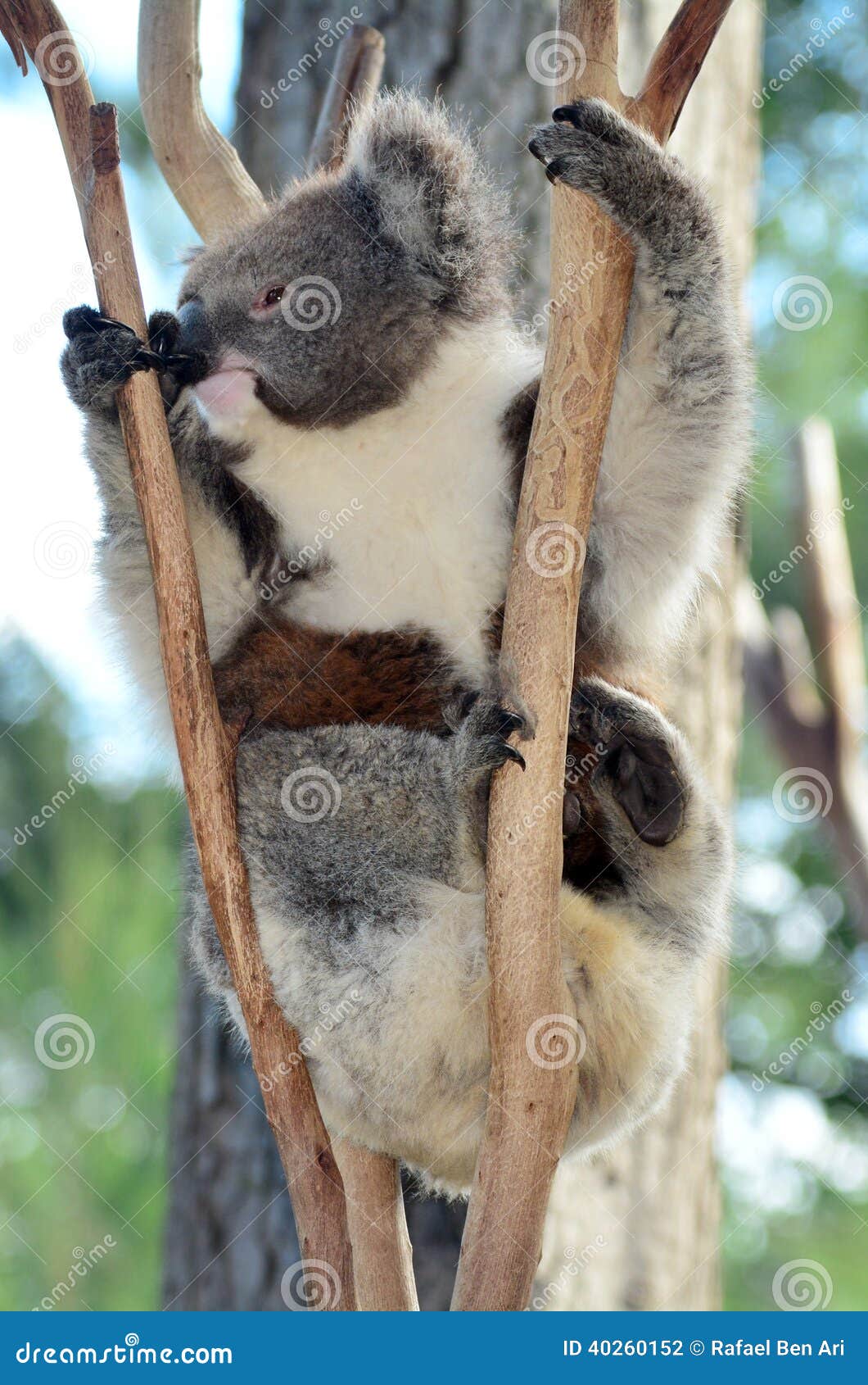 Koala Climb on an Eucalyptus Tree Stock Photo - Image of furry ...